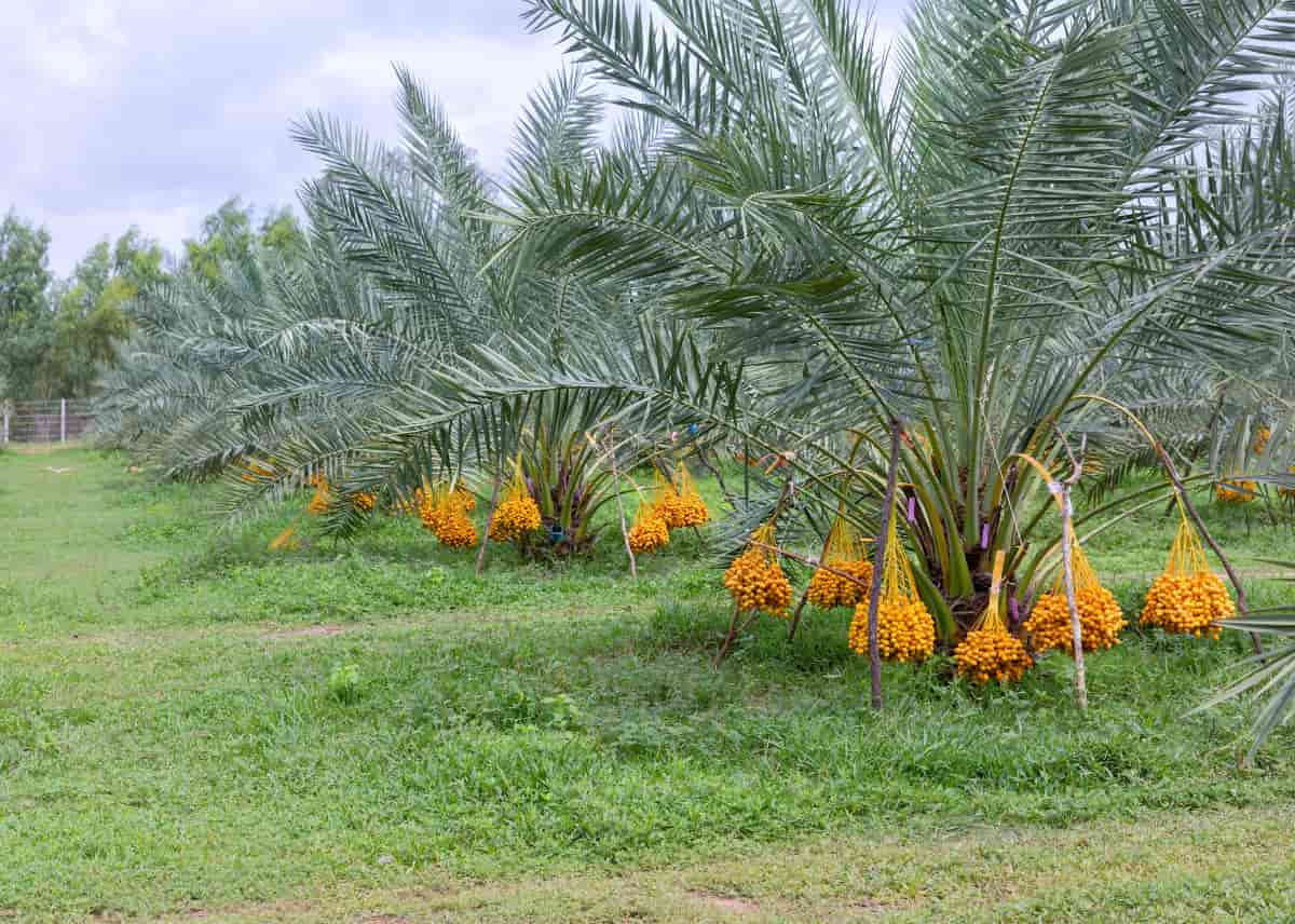 Spring - The Best Meal Kits & Recipe Boxes UAE