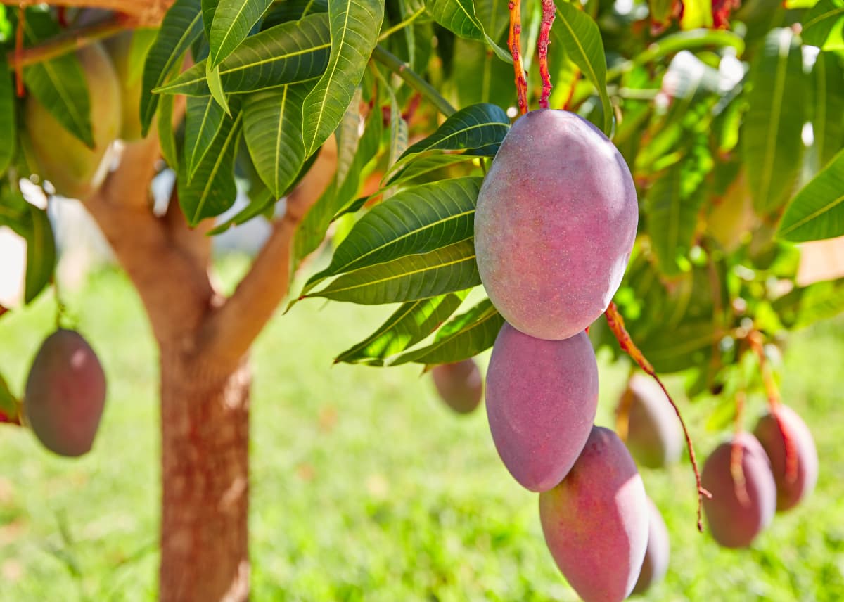 Spring - The Best Meal Kits & Recipe Boxes UAE