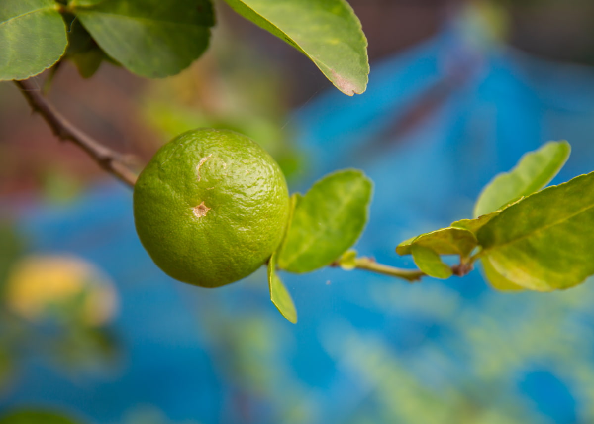 Spring - The Best Meal Kits & Recipe Boxes UAE